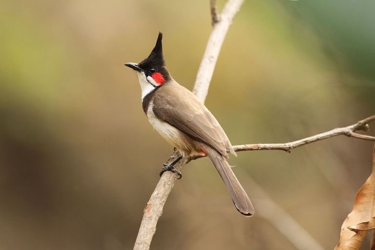 Red-whiskered bulbul