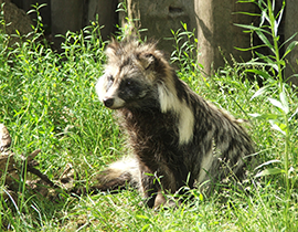 Cane procione