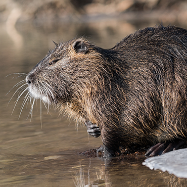 Nutria