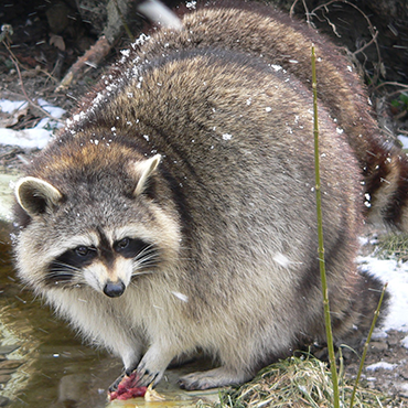 Procione o orsetto lavatore